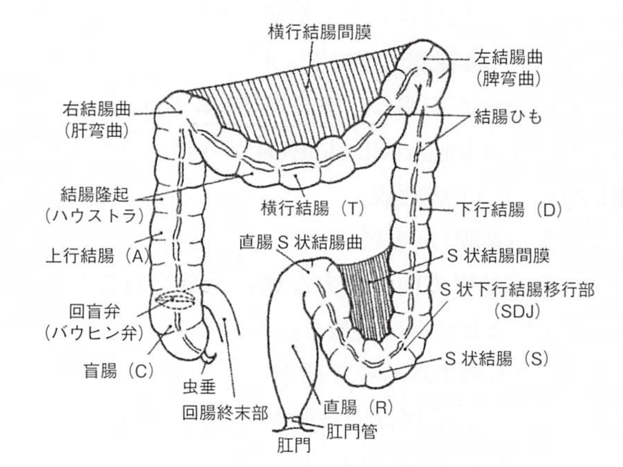 【内視鏡】大腸の解剖分類と英語/略用語集 | CEじゃーなる